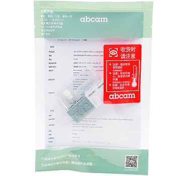 ABCAM 重组Anti-GAPDH抗体[EPR16891] (ab181602),EPR16891,ab181602-实验室用品商城